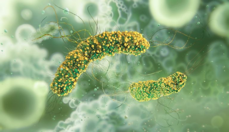 Listeria Outbreak: Everything You Need To Know